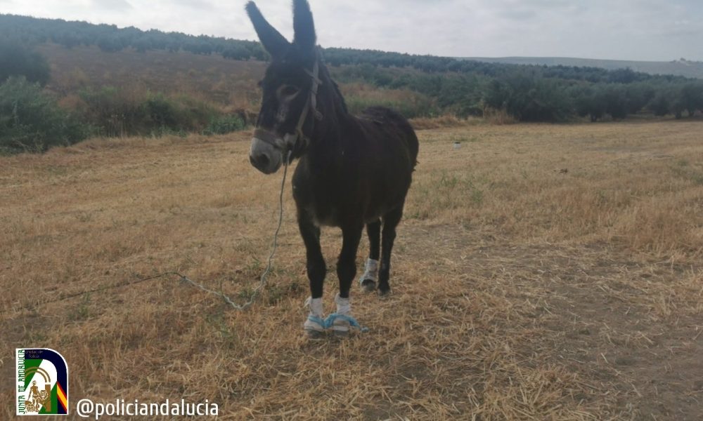 Encuentran un asno abandonado en mitad del campo, amarrado y con heridas