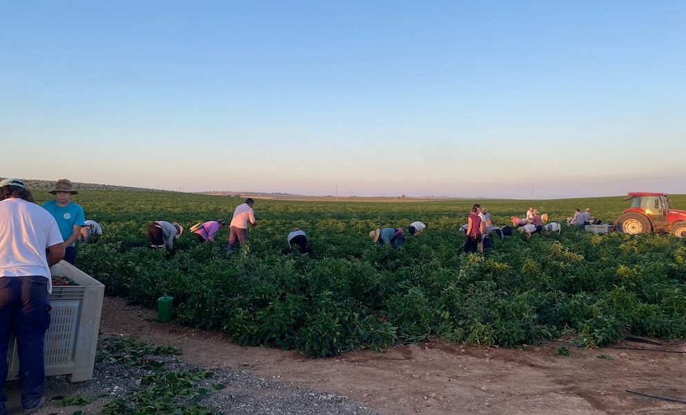 El Humoso, el icono del trabajo jornalero en Marinaleda, vuelve a ...